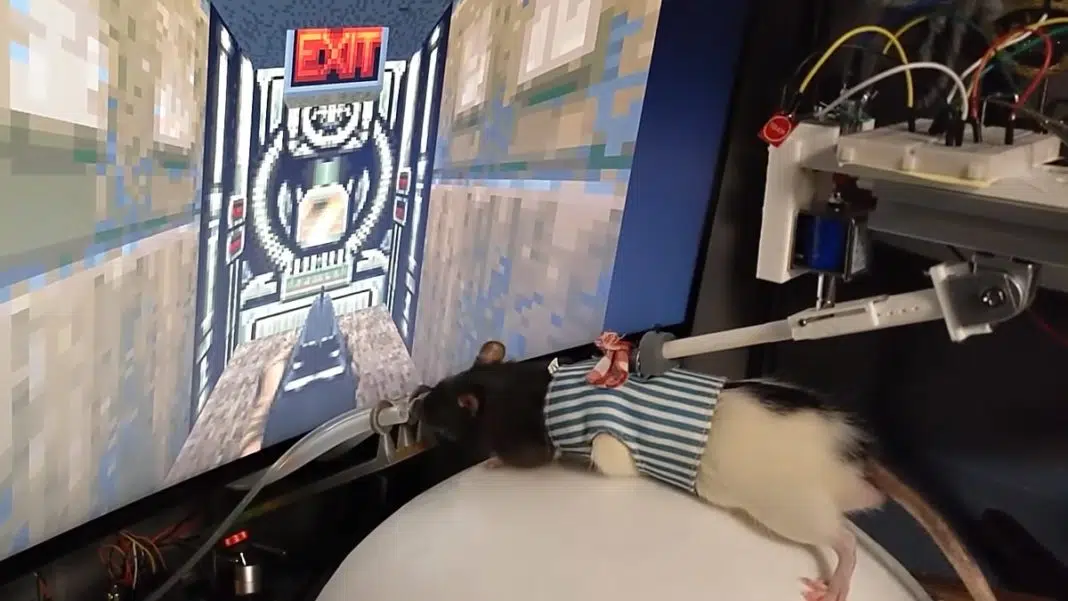 Scientist Trains Rats to Play DOOM II, Considers Launching Twitch Channel